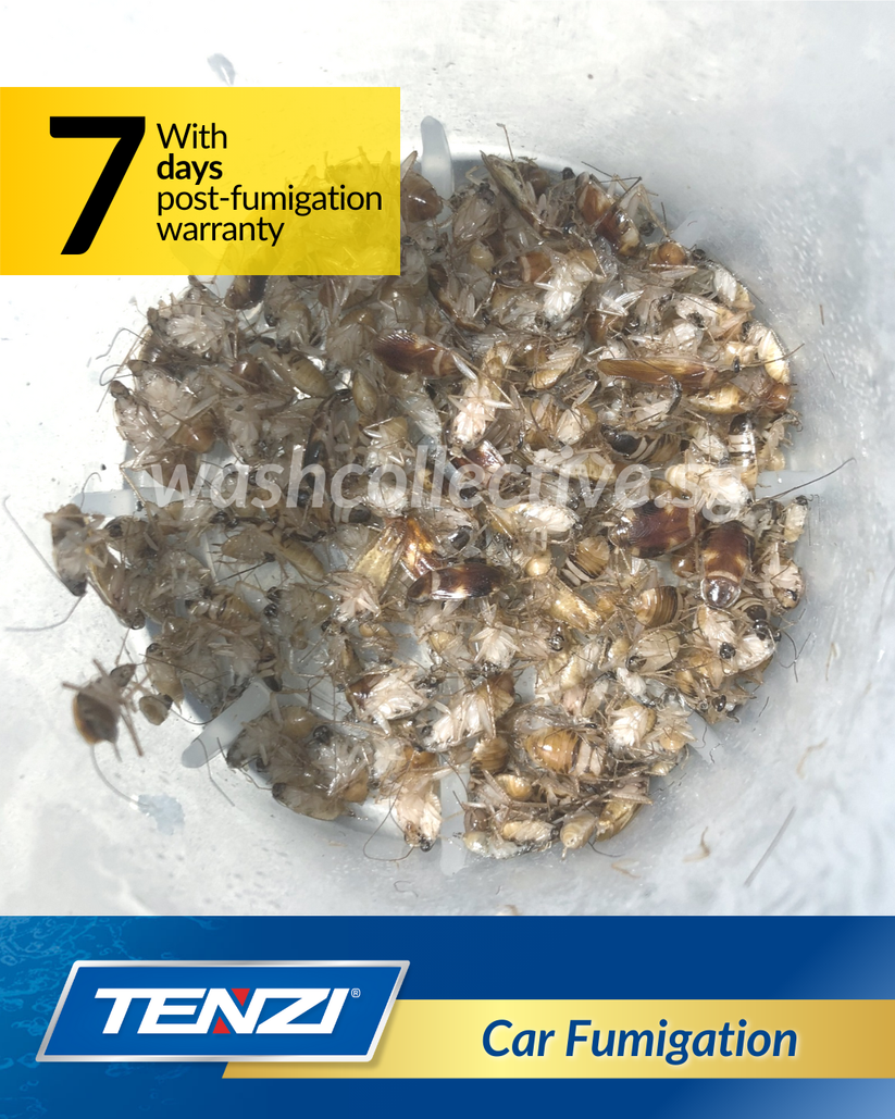 Car Fumigation + Interior & Exterior Bundle – Wash Collective