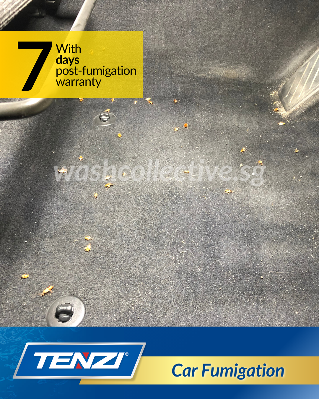 Car Fumigation + Interior & Exterior Bundle – Wash Collective