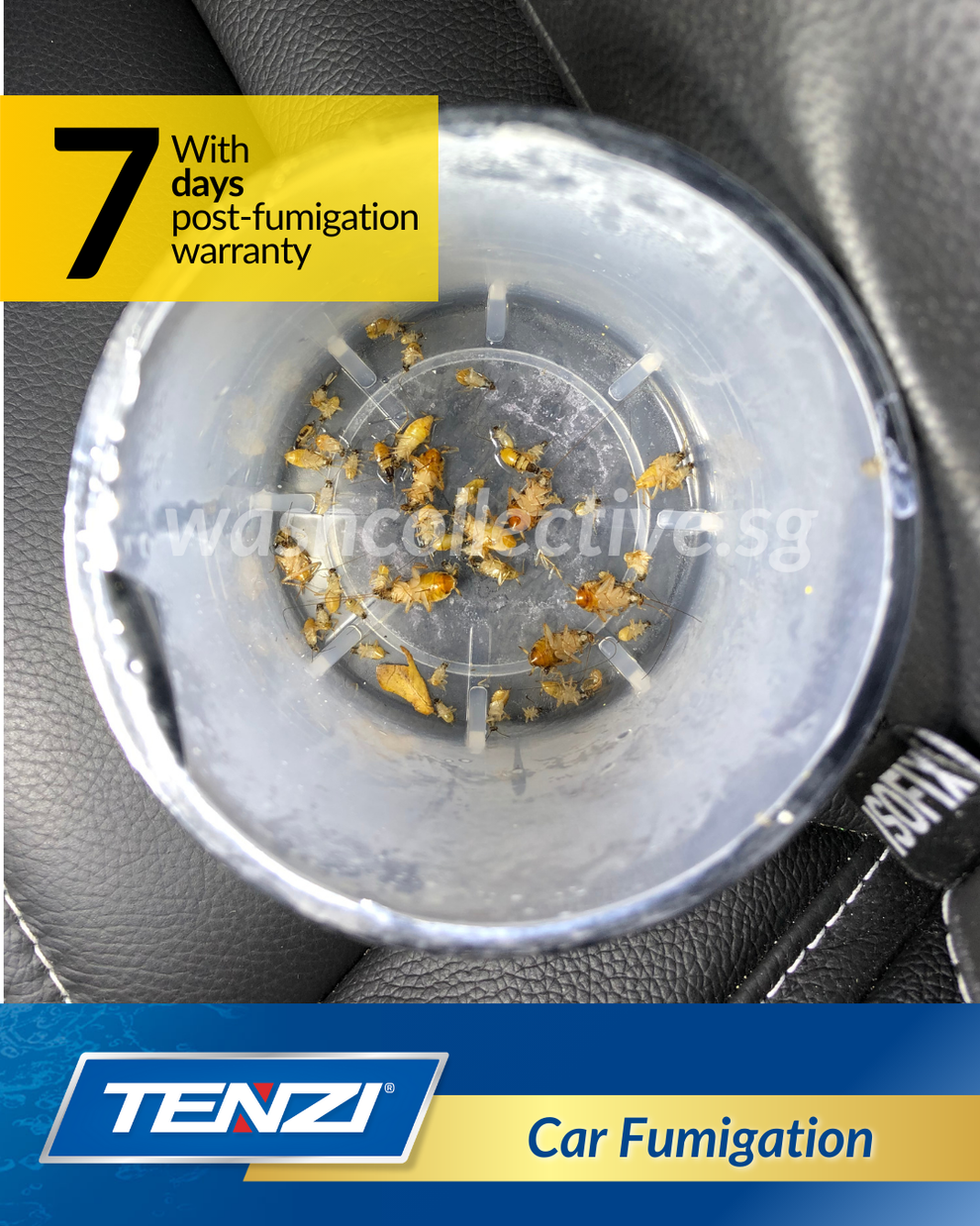 Car Fumigation + Interior & Exterior Bundle – Wash Collective