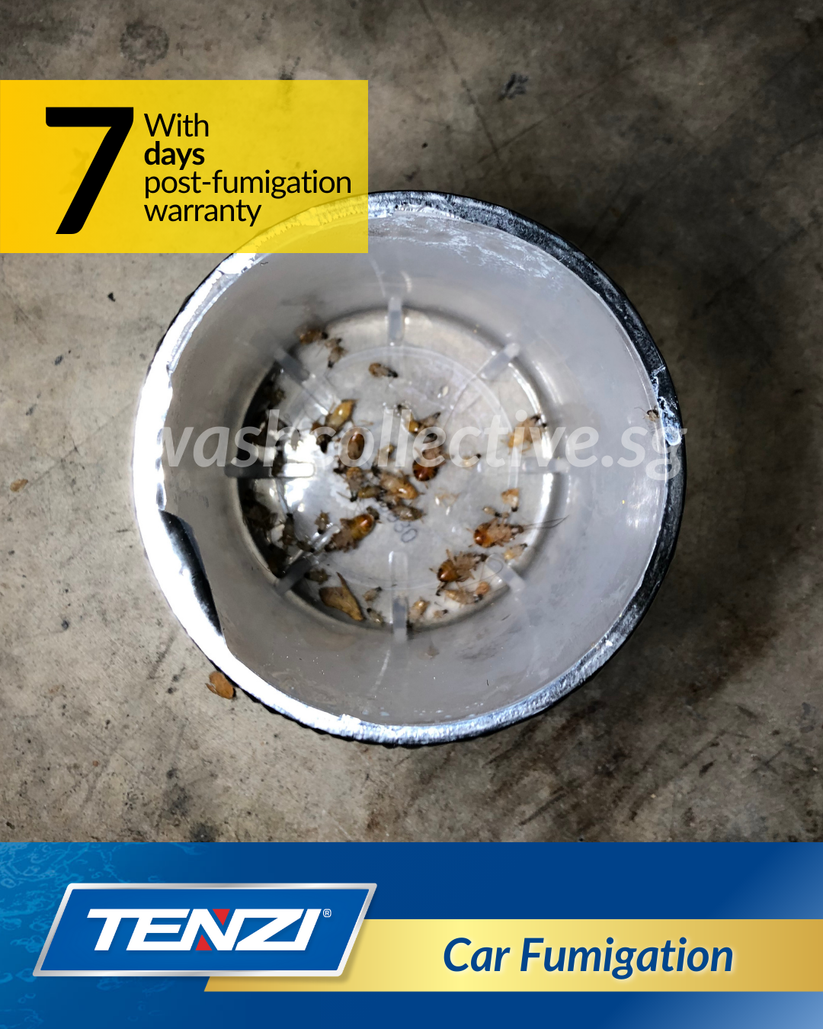 Car Fumigation + Interior & Exterior Bundle – Wash Collective